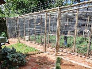 Home - Feline Fun Cattery